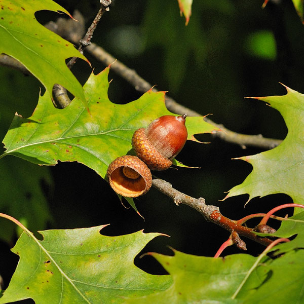 Chêne rouge d'Amérique - APON Saint-Avold