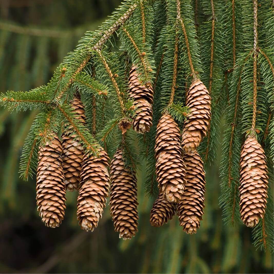Picea abies - Epicea commun - APON Saint-Avold